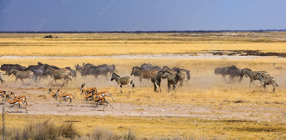 Wildebeest Stampede