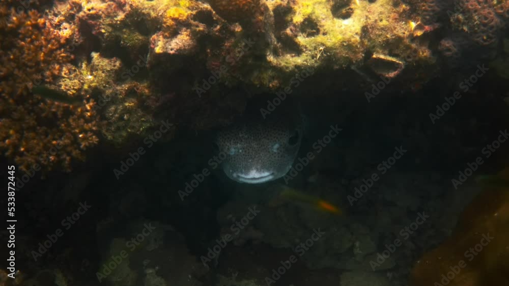 Porcupine Puffer Fish hidden under rocks and reefs in tropical sea ...