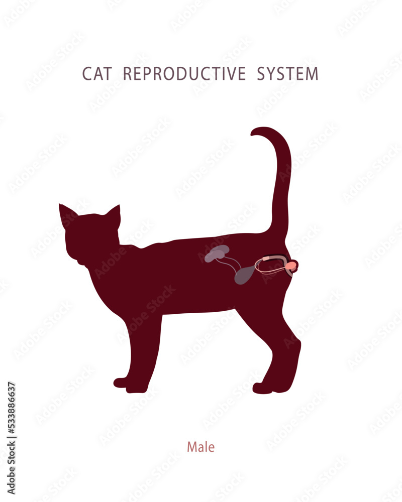 Flat Illustration Of Male Cat Reproductive Organs And Excretory System Stock Vector Adobe Stock