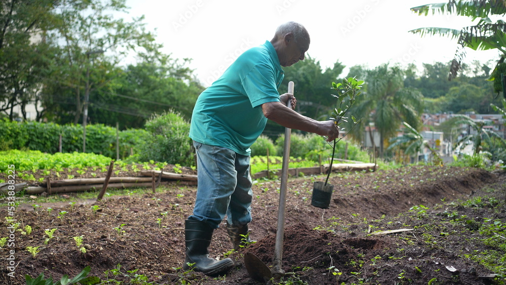 One senior man planting a tree. Person seedling the earth with new ...