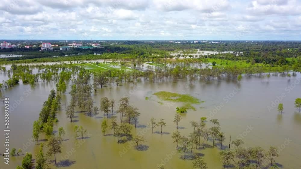 4K-Top view Aerial photo from flying drone.Flooded rice paddies ...