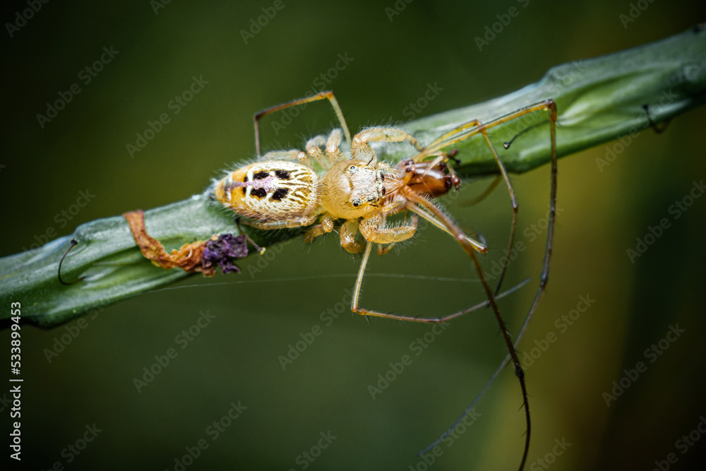 Jumping spider eating prey on green Stachytarpheta jamaicensis tree ...