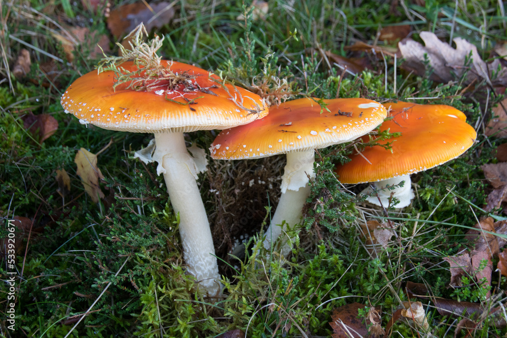 L'Amanite tue-mouches ou fausse oronge, est une espèce de champignons ...