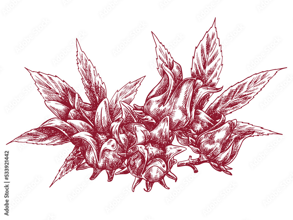 Sorrel plant sketchy hand drawn illustration flowers and leaves ...