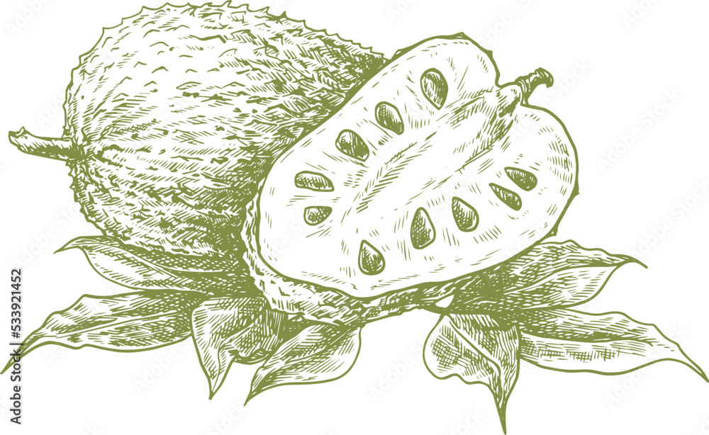 Hand drawn sketch style hand drawn soursop fruit Stock Vector | Adobe Stock