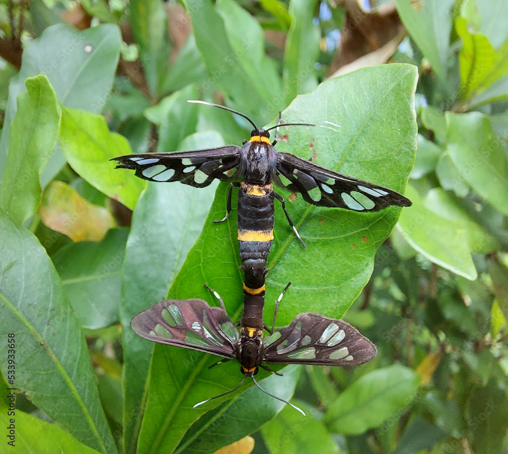 These mating Amata cyssea moths commonly known as Handmaiden moths that ...