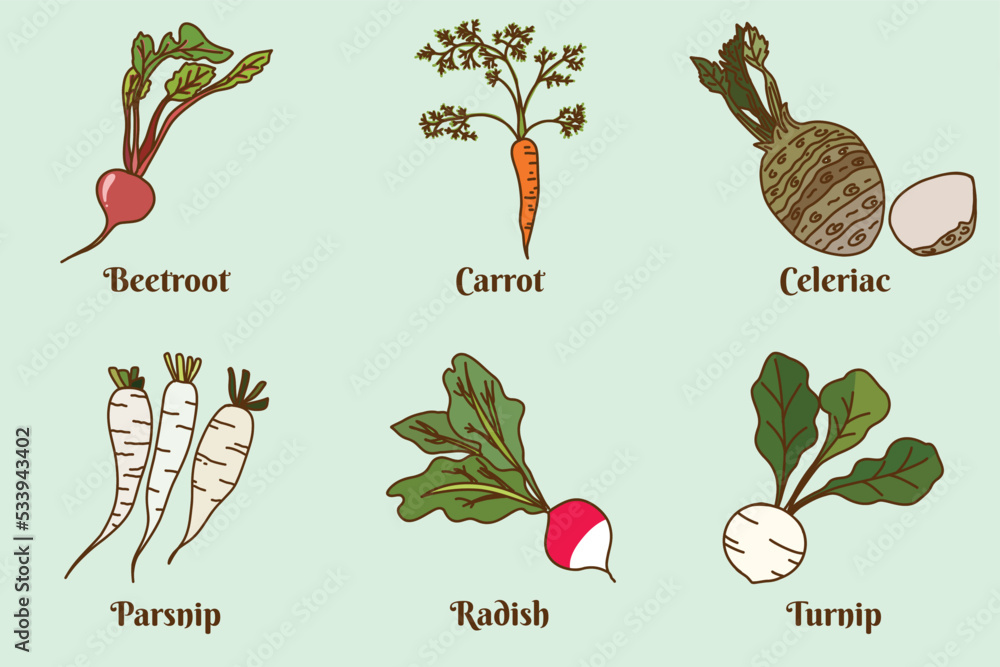 Hand drawn flat cartoon vector illustration; set of the root vegetables ...