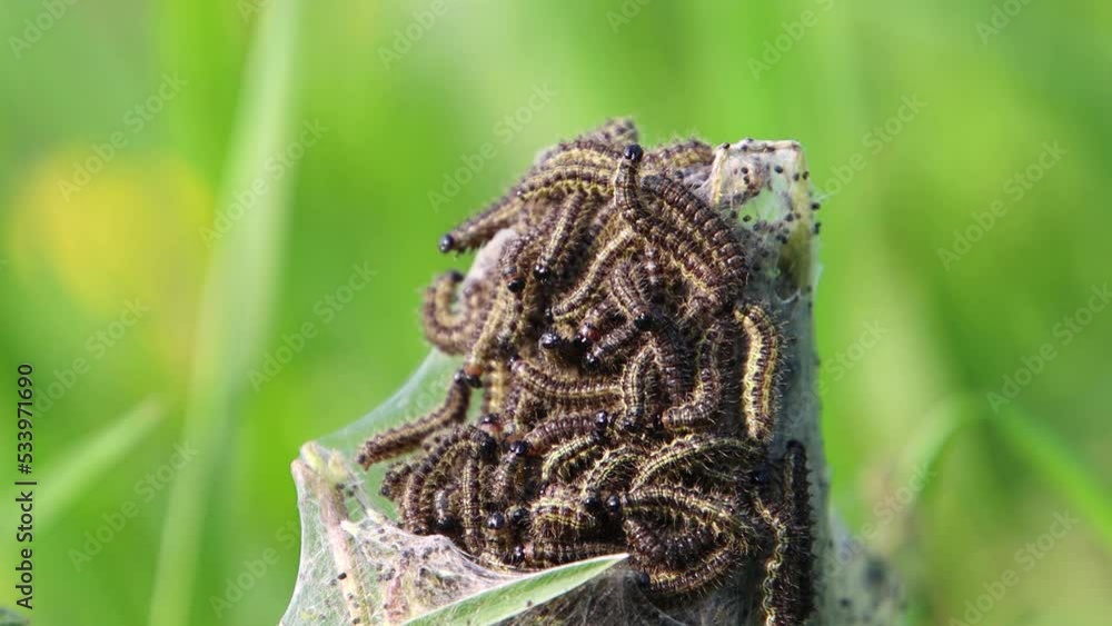 Nest with Tortoiseshell butterfly caterpillars on a common stinging ...
