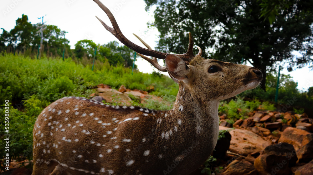 The chital also known as spotted deer, chital deer, and axis deer, is a ...