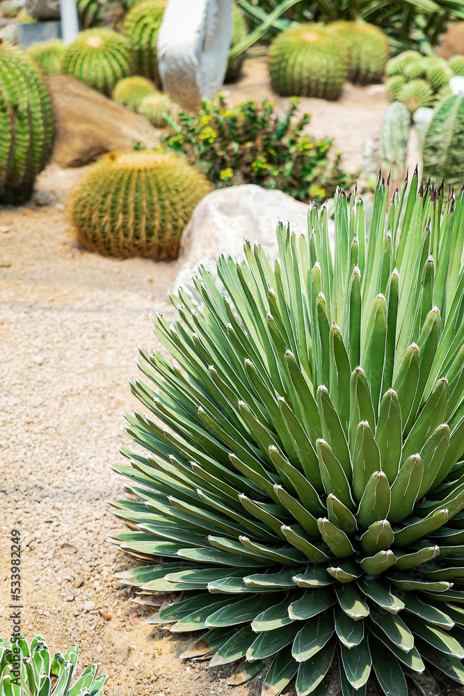 Foto de Agave victoriae-reginae (Queen Victoria agave, royal agave) is ...