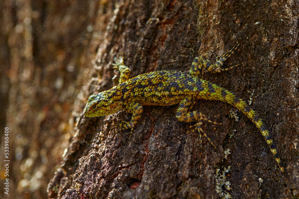 Emerald Swift Caresheet, Sceloporus malachiticus, in the nature habitat ...