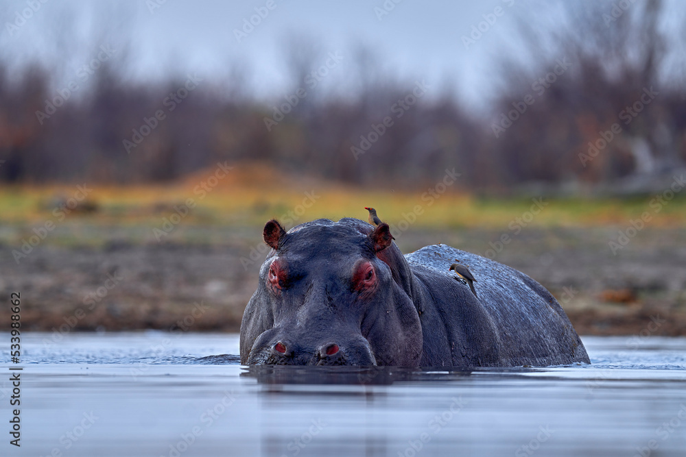 Botswana wildlife. Hippo with open mouth muzzle with toouth, danger ...
