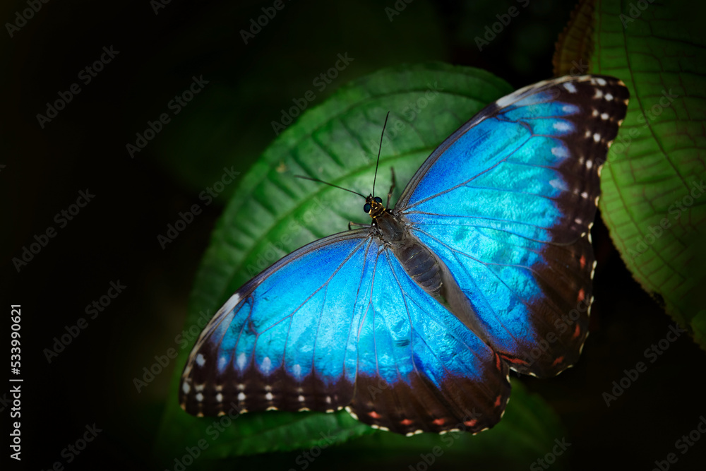 Blue Morpho, Morpho peleides, butterfly sitting on the green leave in ...