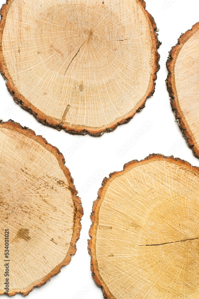 Rodajas corte transversal del tronco de un árbol sobre un fondo blanco ...
