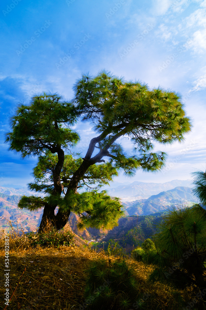 Tree on the hill. Serine village in Himalayan mountain, snow-capped ...