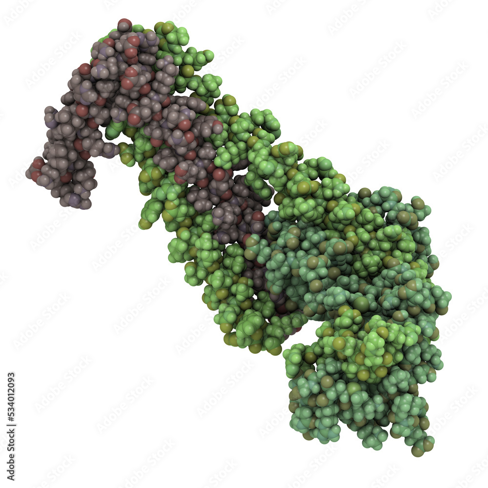 Cardiac troponin core domain, chemical structure. Stock Illustration ...