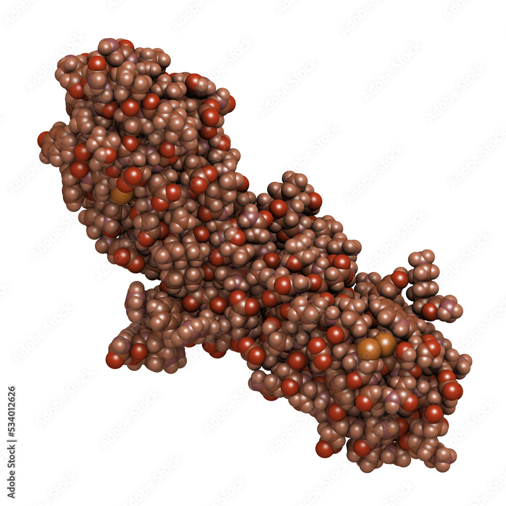 Tissue factor (TF, extracellular part) protein. Essential in extrinsic ...