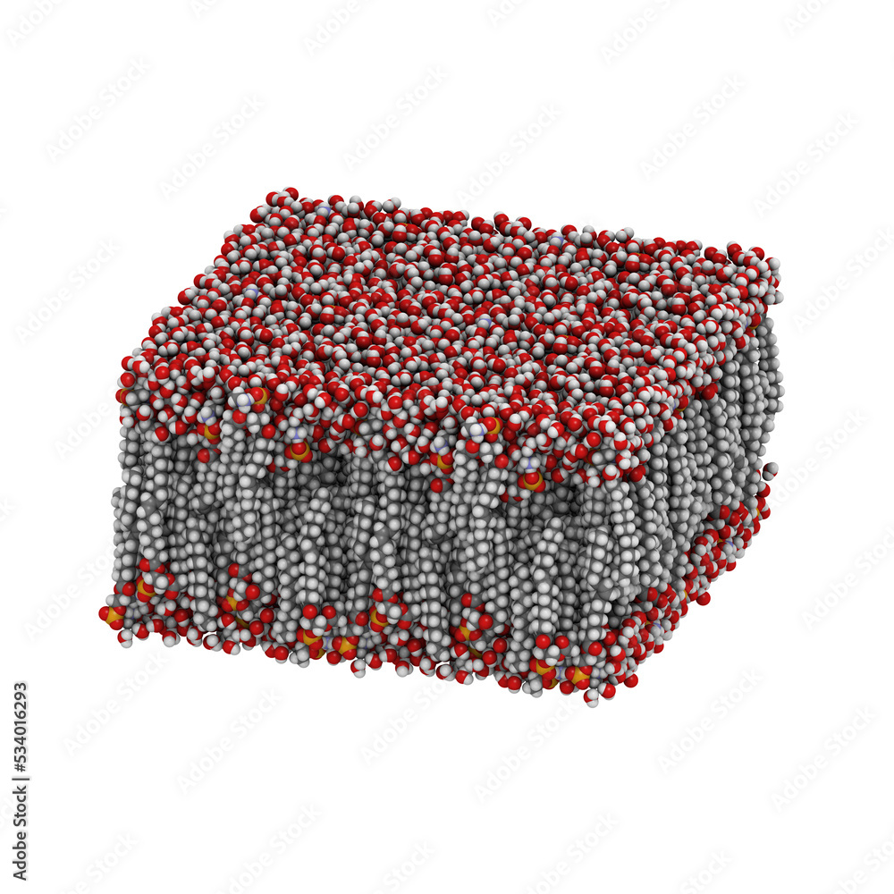 Palmitoyloleoylphosphatidylethanolamine (POPE) lipid bilayer, molecular ...