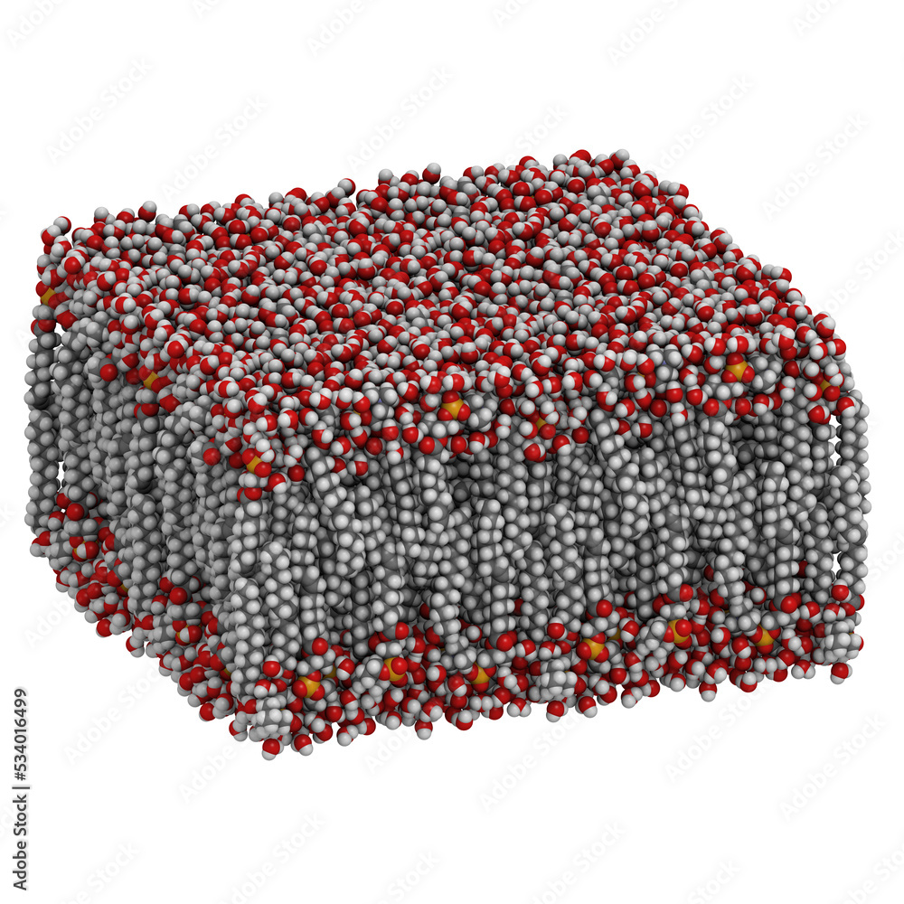 Palmitoyloleoylphosphatidylcholine (POPC) lipid bilayer, molecular ...