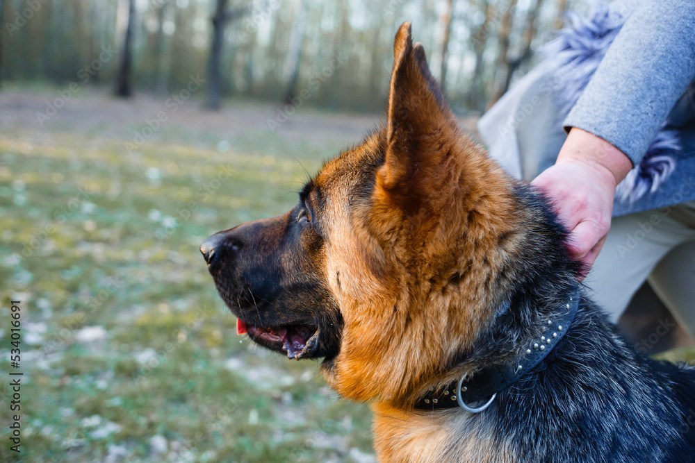German shepherd sitting on a stump in the forest with a leash Stock ...