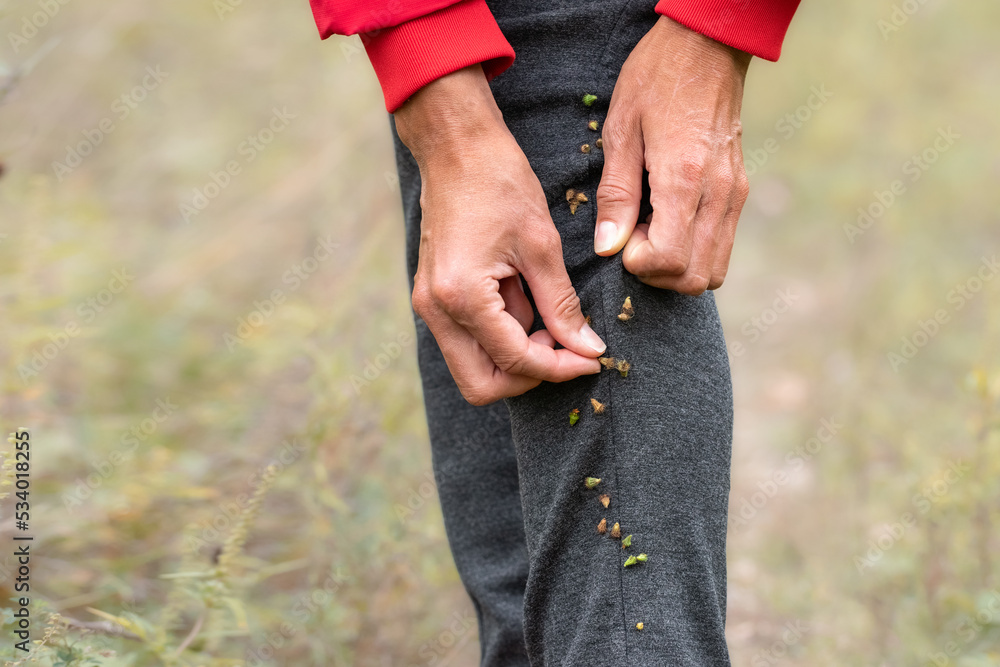Dry grass seeds have stuck to clothes.A woman removes the sharp seed ...