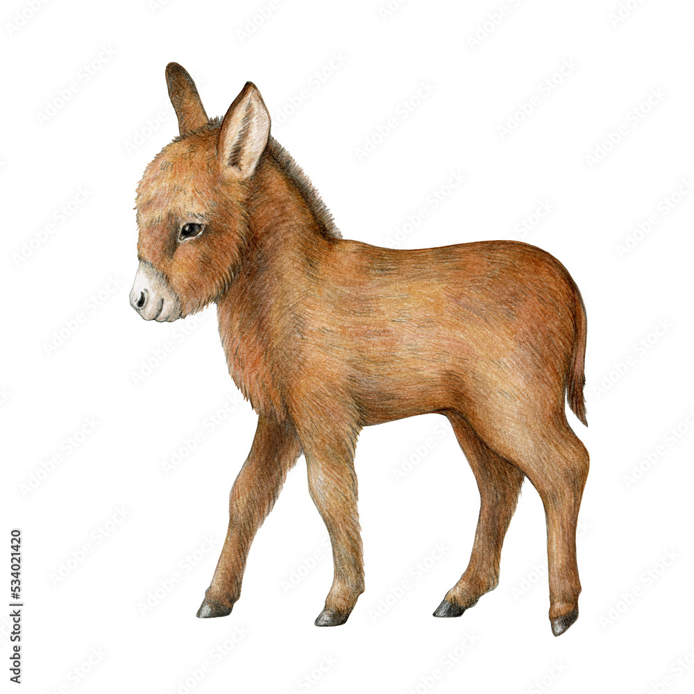 Young donkey farm animal. Watercolor illustration. Hand drawn realistic ...
