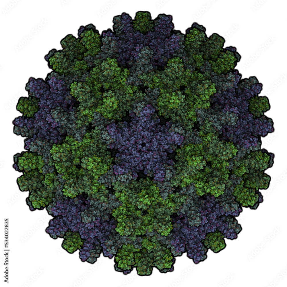 Human hepatitis B virus (HBV) capsid. HBV causes hepatitis B, an ...