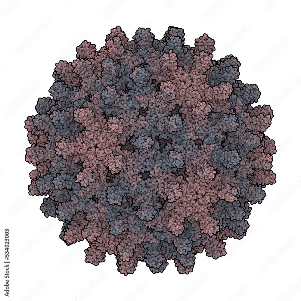 Human hepatitis B virus (HBV) capsid. HBV causes hepatitis B, an ...