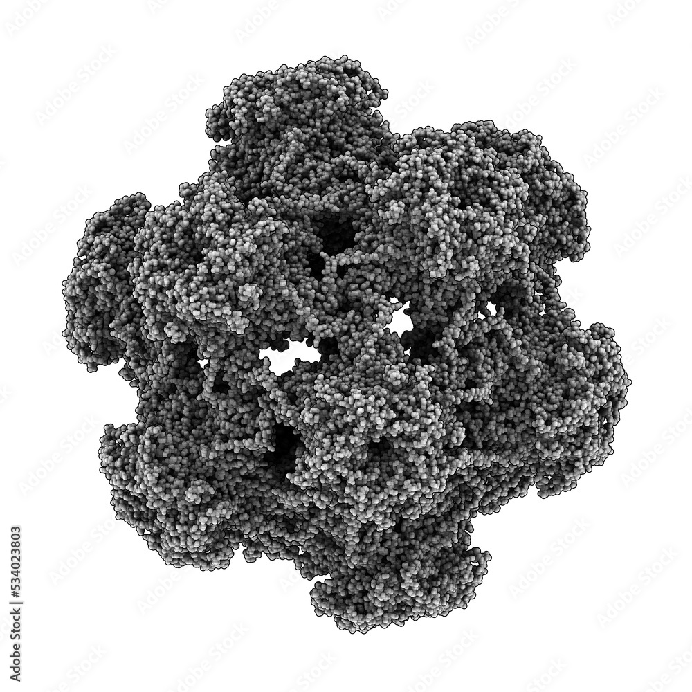 Human papillomavirus (HPV) 16. HPV causes skin and genital warts and a ...