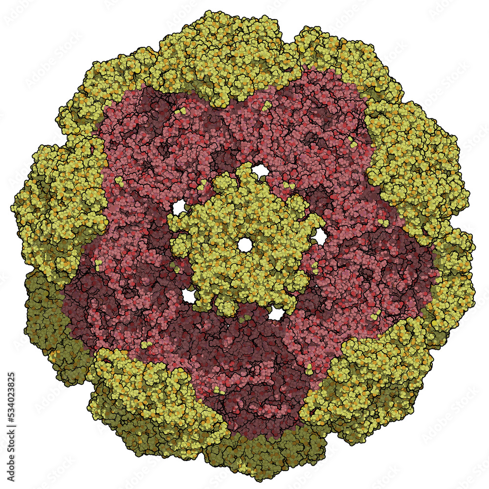 Human papillomavirus (HPV) 16. HPV causes skin and genital warts and a ...