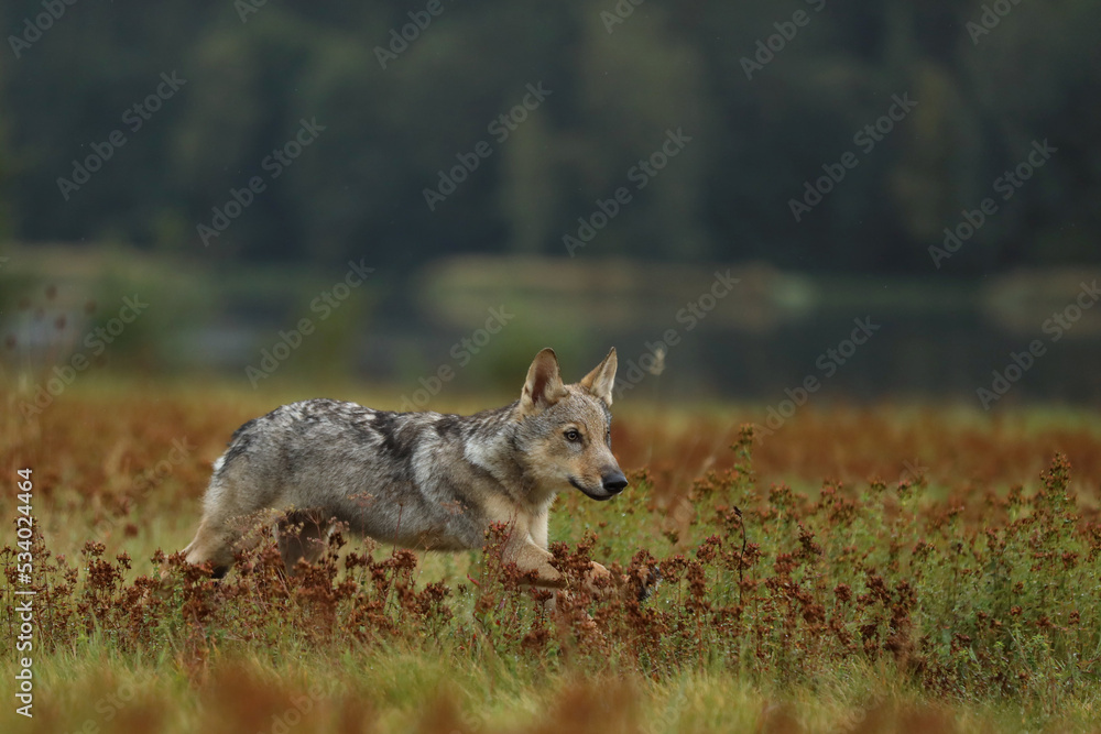 Wolf cub running in blossom grass .Wolf from Finland. Gray wolf, Canis ...