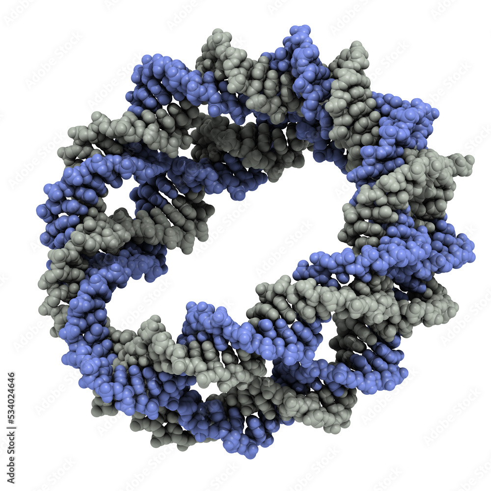 DNA 3D structure. The spiral DNA double helix pictured here shows how DNA really occurs in the ...