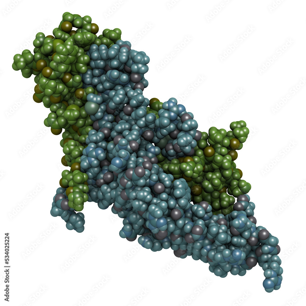 Human Chorionic Gonadotropin (hCG) glycoprotein hormone, chemical ...