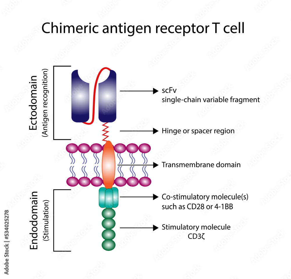 Stockvector Chimeric antigen receptor T cell ,CAR T cell structure, T ... Stockvector Chimeric antigen receptor T cell ,CAR T cell structure, T ...