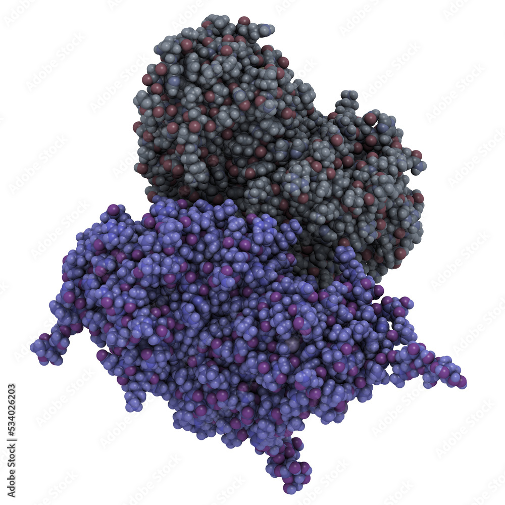 Glucocerebrosidase (beta-glucosidase) enzyme molecule. Deficient in ...