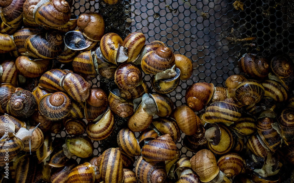 Snail farm Helix Aspersa Muller, Maxima snail, organic farming ...