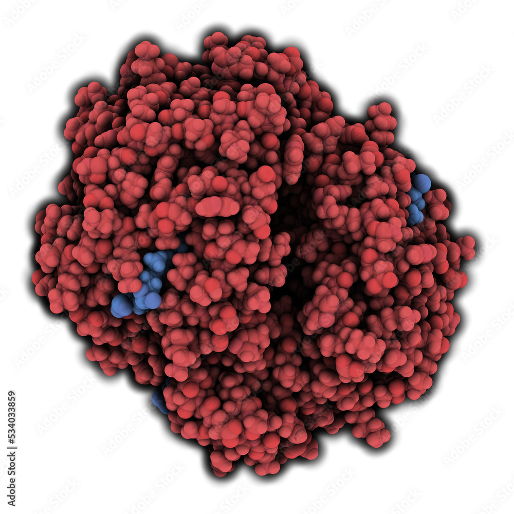 Hemoglobin (human, Hb) protein molecule, chemical structure. Iron ...