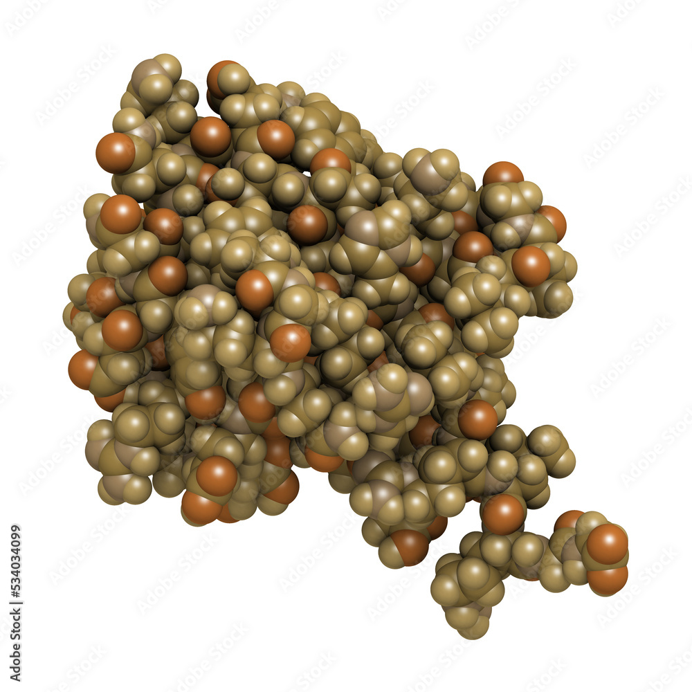 Ubiquitin protein molecule, chemical structure. Ubiquitin is a ...
