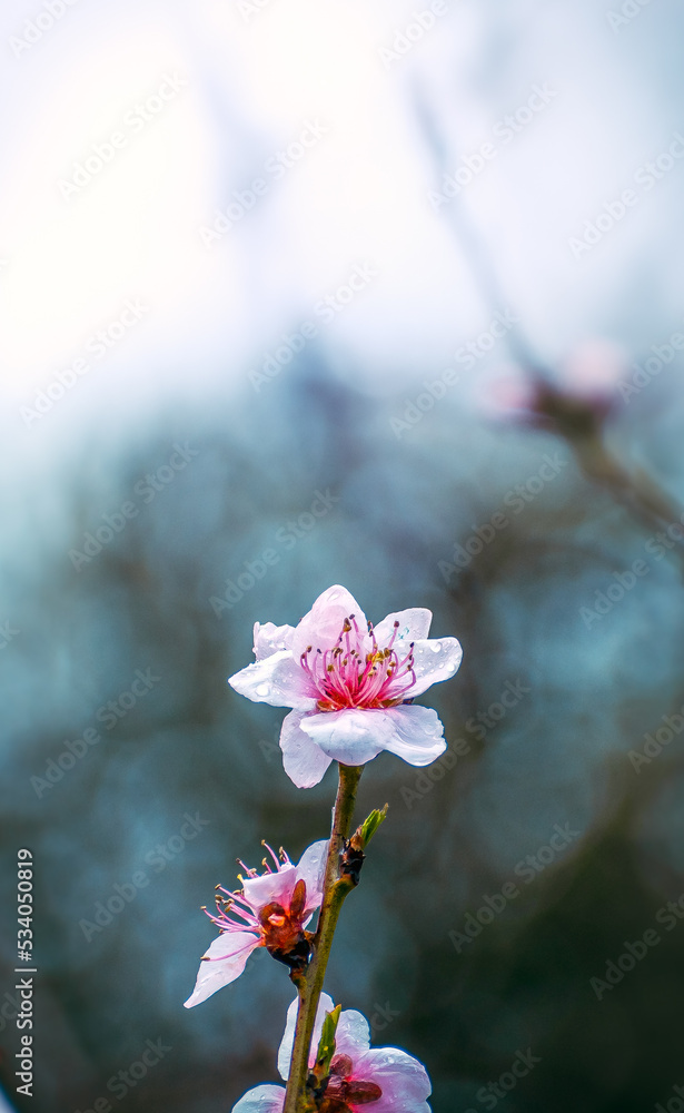 Flor de cerezo rosada colgando con cielo nublado en invierno con fondo ...