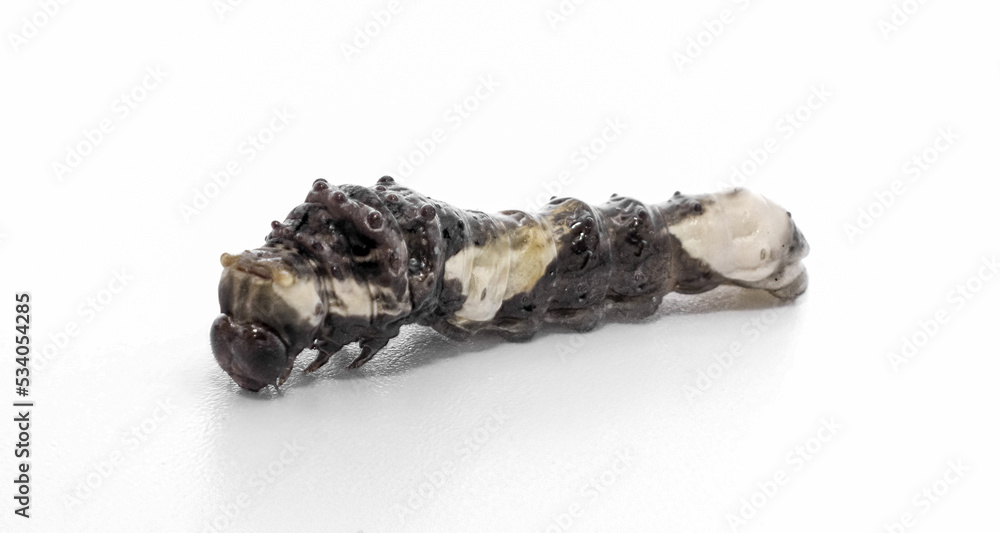 Giant Swallowtail Caterpillar - Papilio cresphontes - black and white ...