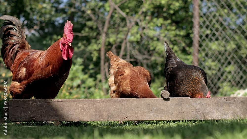 Rural domesticated chickens eat from mangers outside. Agriculture ...