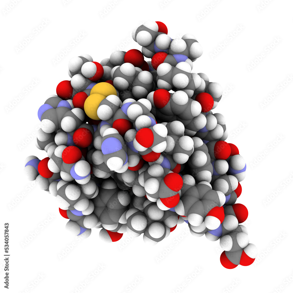 Human insulin molecule, chemical structure. Insulin is a peptide ...