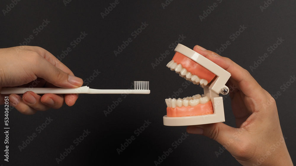 Orthodontic model of teeth and toothbrush in hand on Black background ...