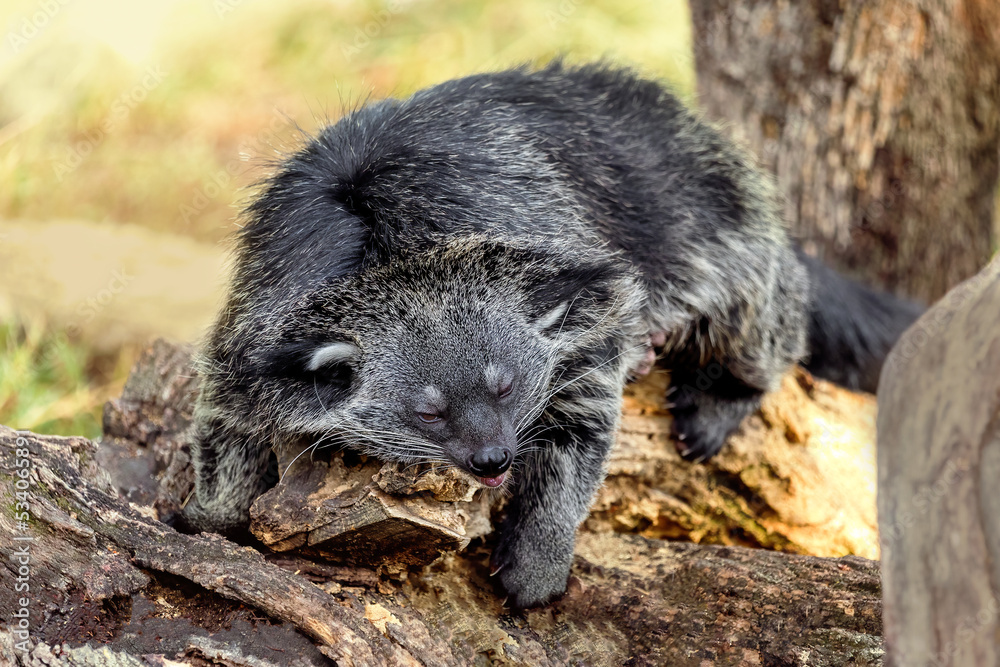 The binturong (Arctictis binturong) also known as bearcat Stock Photo ...