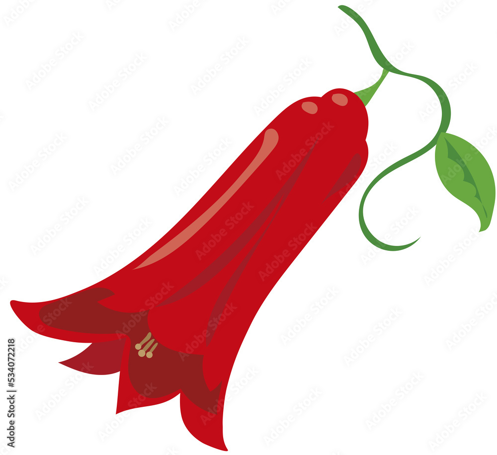 Flor del copihue chilena. PNG Stock Illustration | Adobe Stock