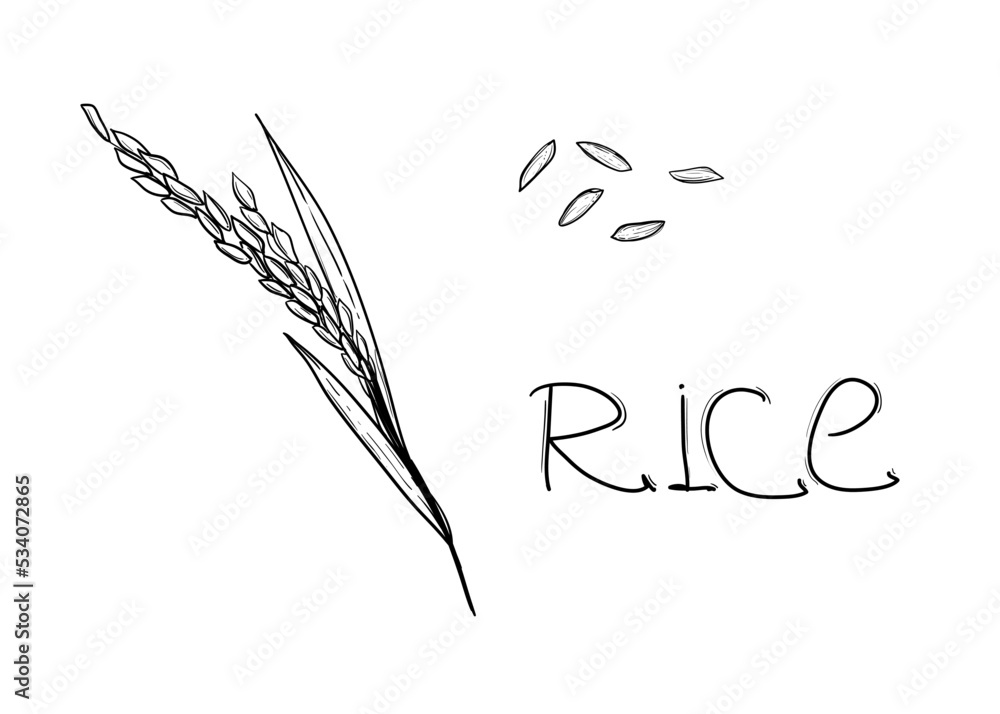 Hand drawn sketch black and white of rice plant, ear, leaf, grain ...