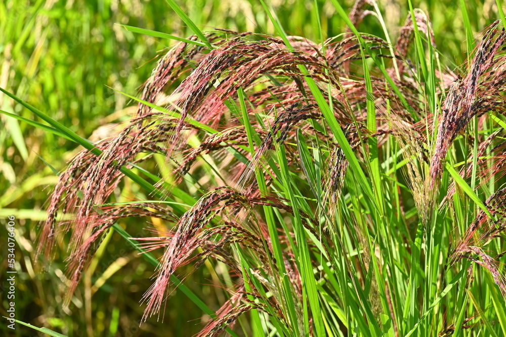 Acient rice varieties cultivation. (called Kodaimai in Japan ...