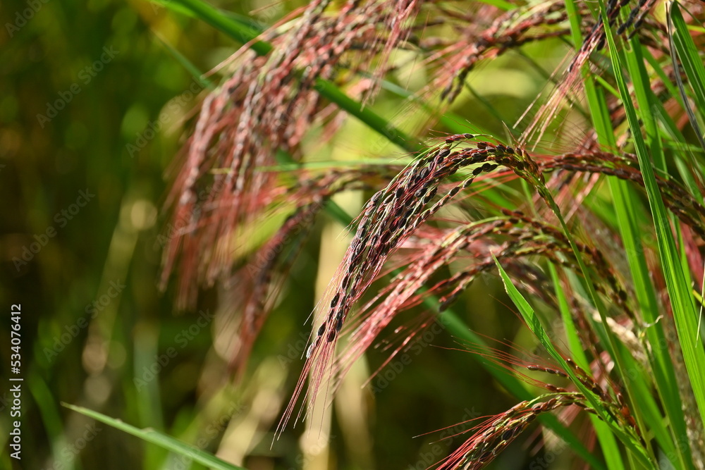 Acient rice varieties cultivation. (called Kodaimai in Japan ...