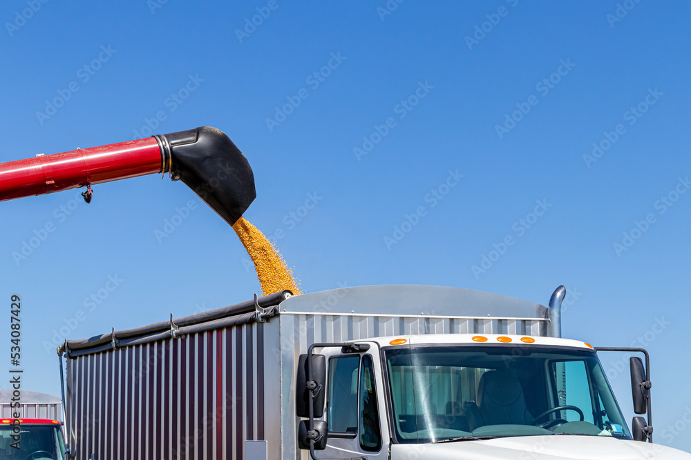 Combine harvester loading corn kernels into grain truck during harvest ...
