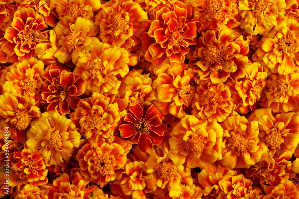 beautiful yellow gold marigold flower texture background for hindu ...